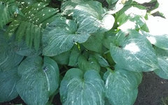 Trip to Fox Hosta Farm | Houzz Forum
