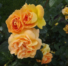 Help with selecting my first Amber rose bush