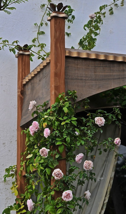 Growing Enchantingly Beautiful Roses in HOT Southern California | Houzz ...