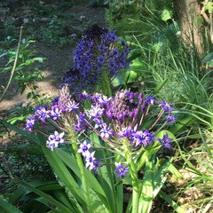 Anyone tried growing a Scilla peruviana (Caribbean Lily)? | Houzz Forum
