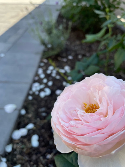 All my new roses finally looking healthy and beautiful