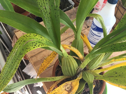 Oncidium leaves yellowing | Houzz Forum