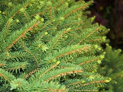 identify conifer on standard