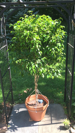 Root Bound Ficus Lyrata