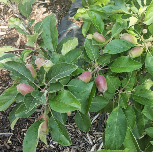 Anna apples turning red prematurely | Houzz Forum