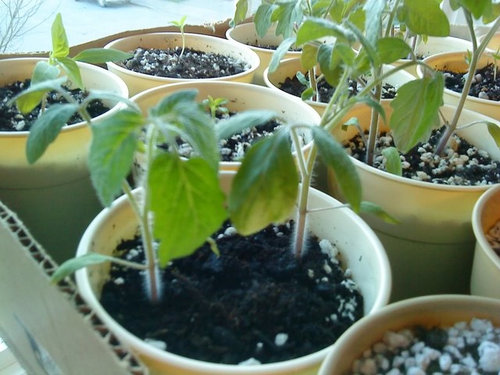 Droopy Seedlings Help Please? (Photos)