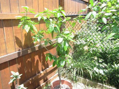 Grapefruit (Melogold) tree forming buds in July!