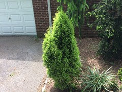 Narrow, bright gold/yellow conifer suggestions