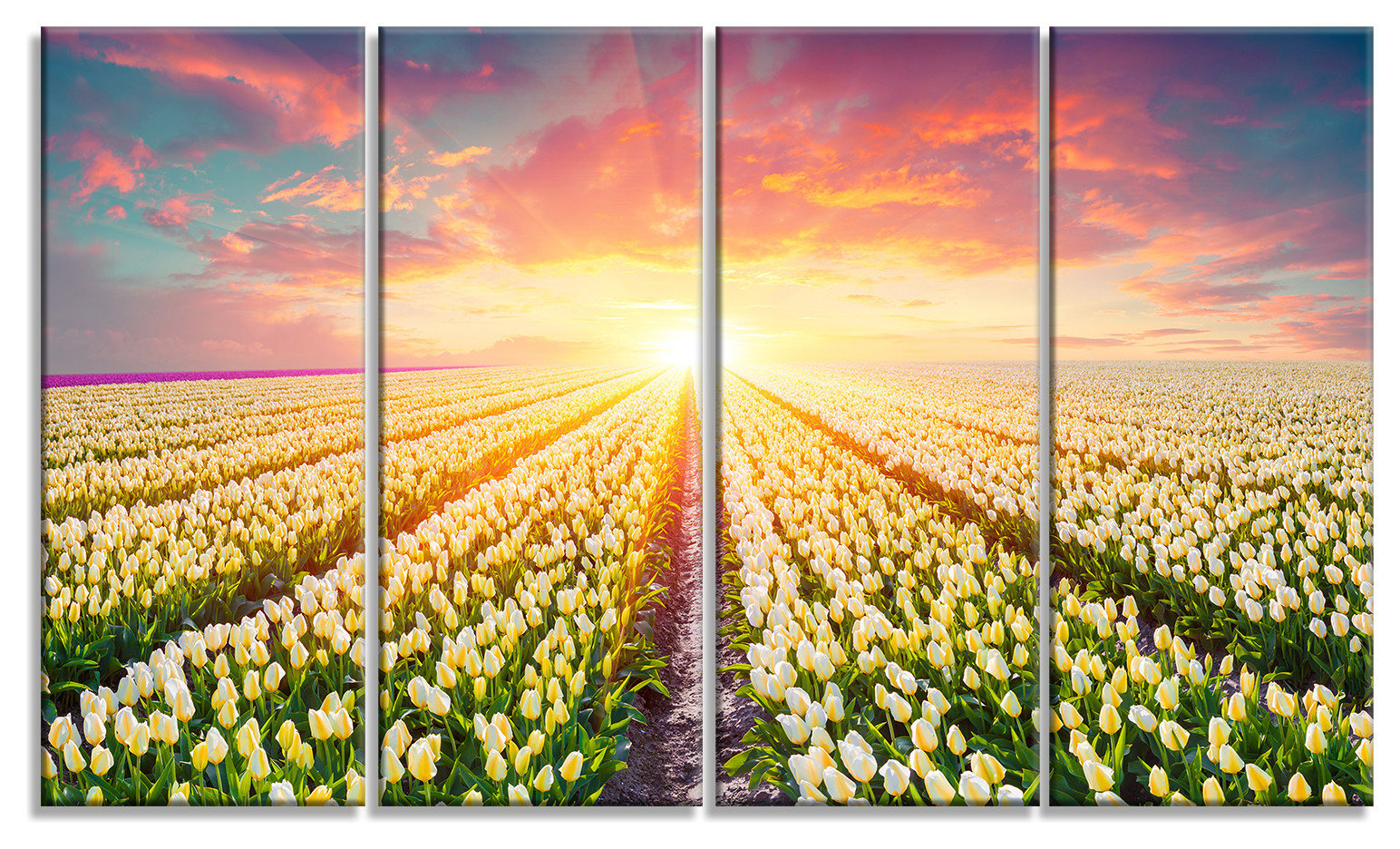 "Blooming White Tulips" Landscape Photo Glossy Metal Wall Art, 48"x28 ...