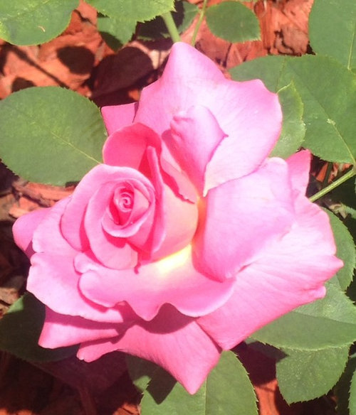 Jessica Hybrid Tea Rose