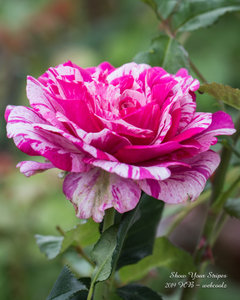 Show Your Stripes rose