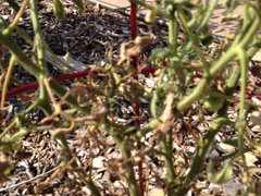 Over fertilized tomato plants! Help on what to do