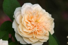 Fragrant roses by color: YELLOW