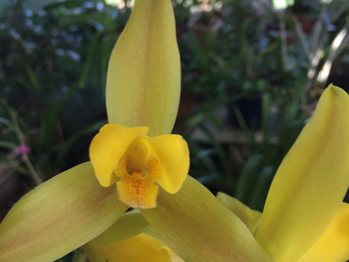 Lycaste aromatica
