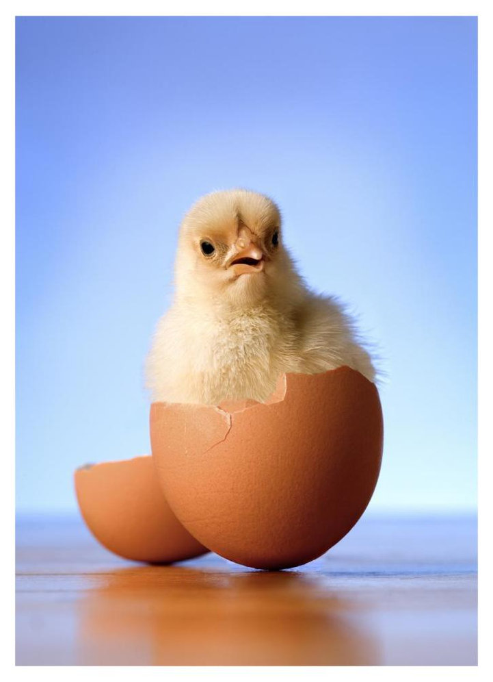 "Domestic Chicken hatchling in egg shell" Paper Print by Michael Durham ...