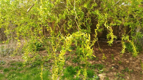 Pruning advice for established overgrown Curly Willow, Zone 6B