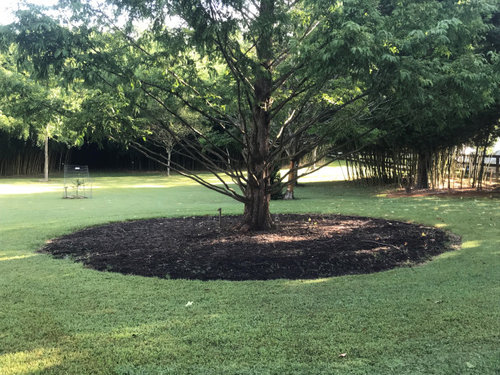 Tree Roots and Mulch Ring