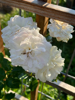 Antique Rose Emporium's Heavenly Ascent, anyone have it? | Houzz Forum