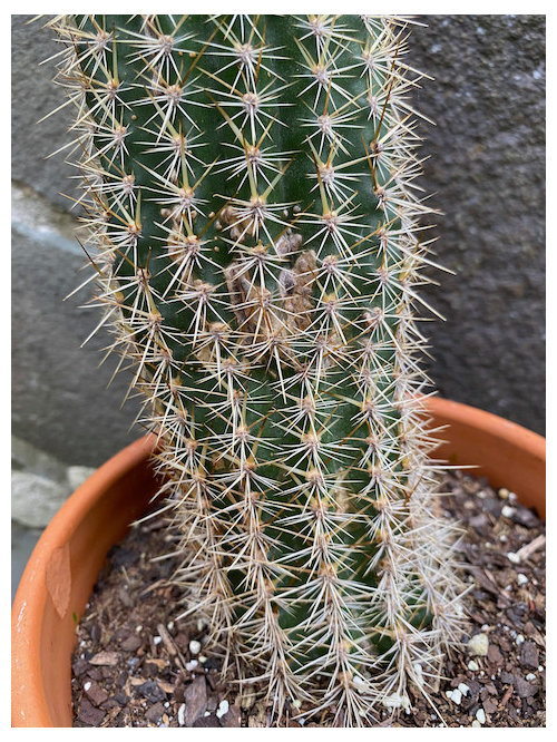 What are these bumps on my cactus?