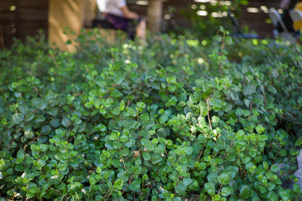This Fragrant, Flowering Ground Cover Thrives Under Shady Oaks