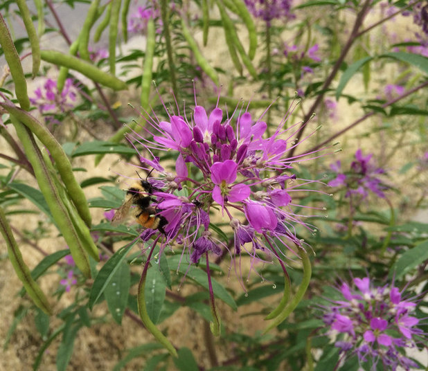 Plant Rocky Mountain Beeplant for Late-Summer Color and Pollinator Buzz