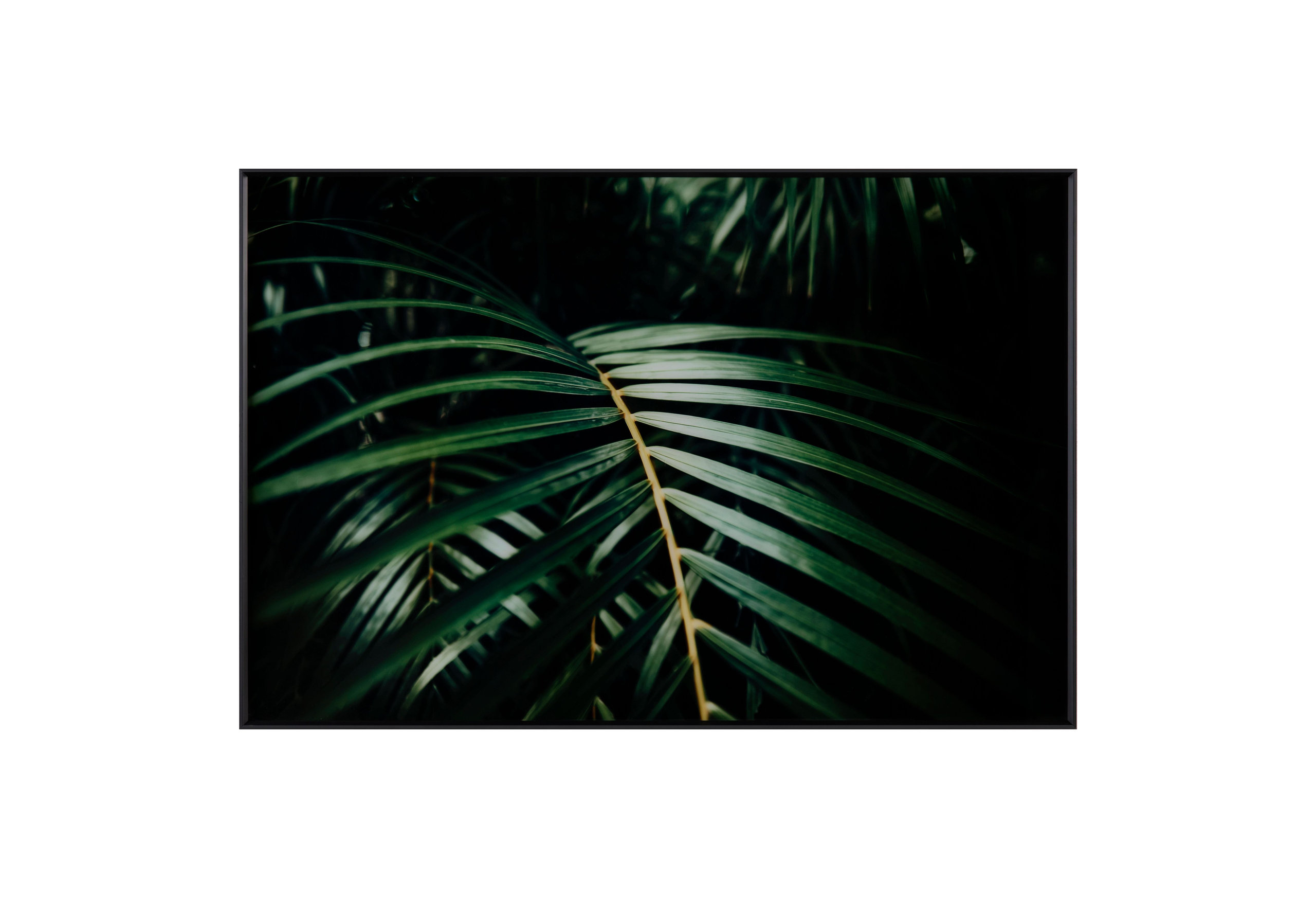 Safari Leaves Glass Wall Art With Black Frame - Tropical - Prints And ...