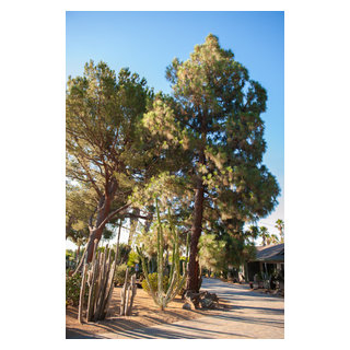 Pine Tree Canopy - Eclectic - Landscape - Los Angeles - by FormLA ...