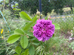 Paul Barden roses | Houzz Forum