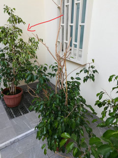 Practical tips for pruning ficus trees | Houzz Forum