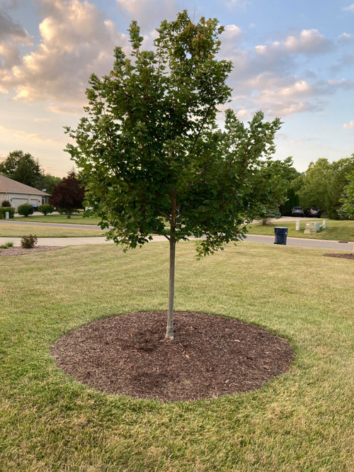 Red Pointe Maple sunscald?