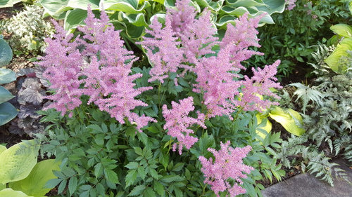 Astilbe and hosta are playing well together!