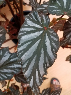Anyone know what angel wing this is? | Houzz Forum