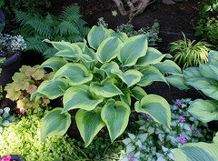 Hosta "Atlantis"