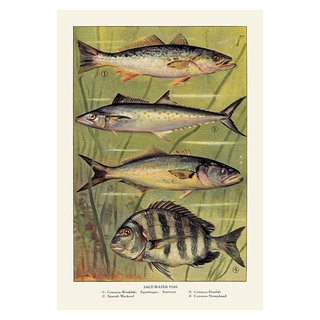 Saltwater Fish #4, 24" x 36" - Beach Style - Prints And Posters - by ...