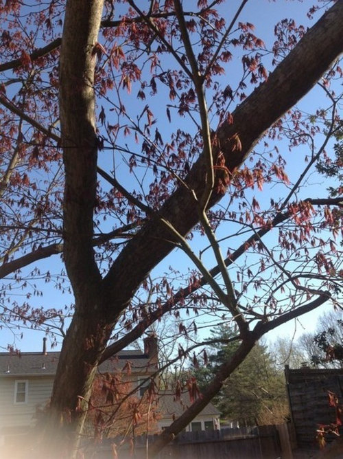 Crossing limbs