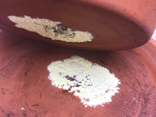 Infestation or fungus?