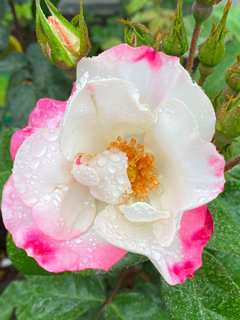 Barni roses —recommendations | Houzz Forum
