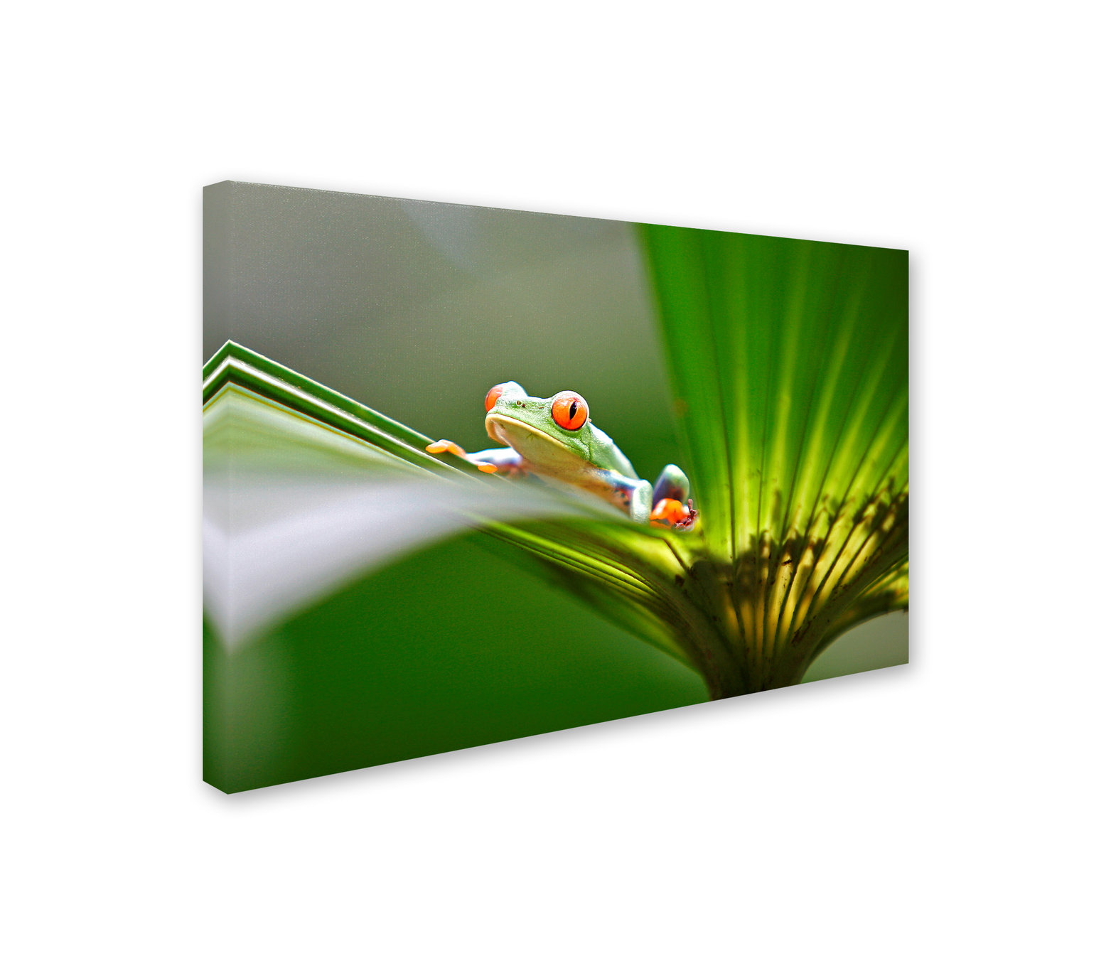"Frog" by Robert Harding Picture Library, Canvas Art, 22"x32 ...