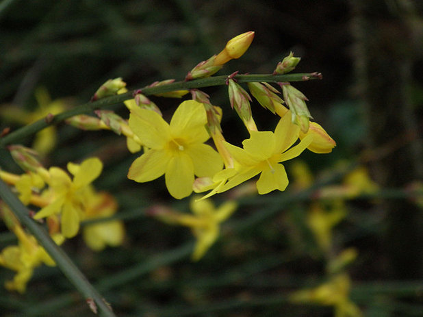 Comment cultiver le jasmin d'hiver, aussi connu sous le nom de jasmin ...