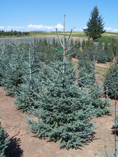 Meyer Spruce (picea meyeri)