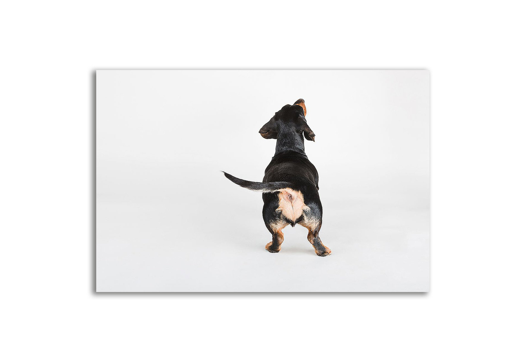 The Butt by Susan Sabo, Print on Canvas, Ready to Hang - Contemporary ...