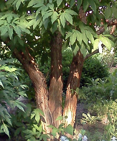 Question on new maple growing in the back yard. Multiple trunks?