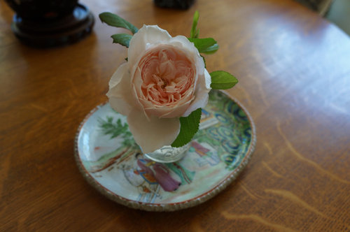 Sweet Frances, a Pioneer Rose