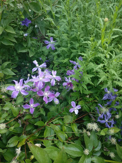 Arabella will be a plant in any garden I have