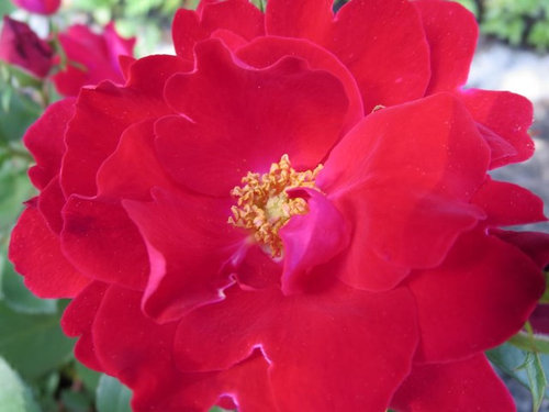 Champlain Rose
