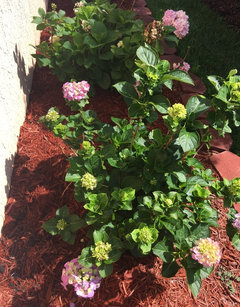 Central Florida & hydrangeas?