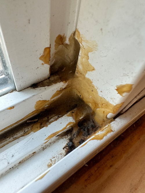 What is this stuff in my window corners?