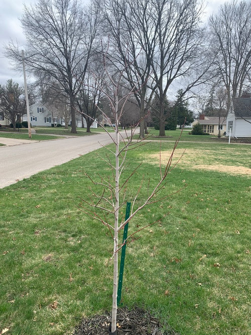 October Glory Red Maple Trees Prunning