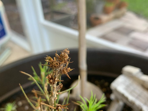 Help Cedar of Lebanon dieback