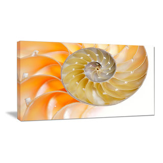 "Isolated Nautilus Shell" Abstract Art Canvas Art Print, 32"x16 ...